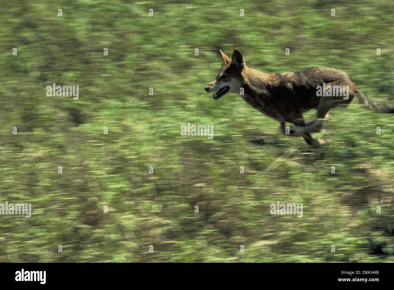 A stock photo capturing a Red Wolf (Canis rufus) running freely in the ...
