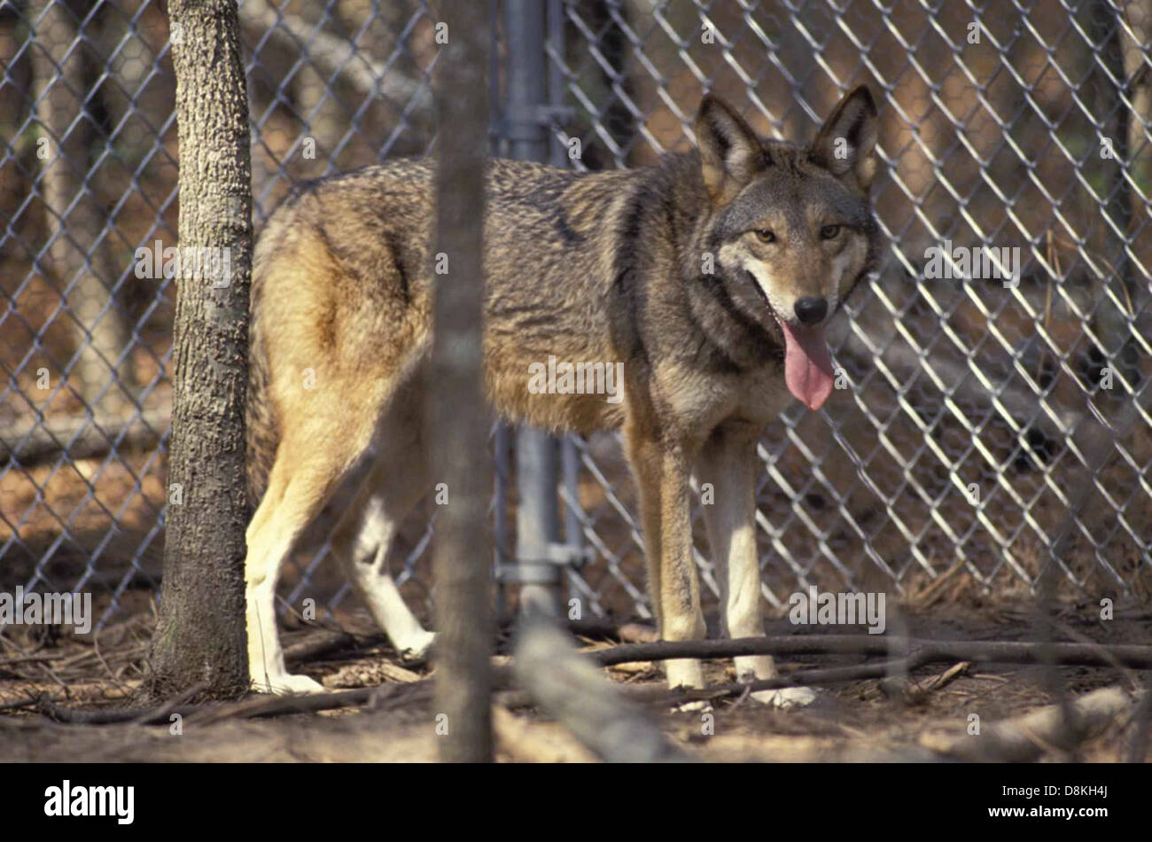 The red wolf, Canis rufus, is a critically endangered mammal native to ...