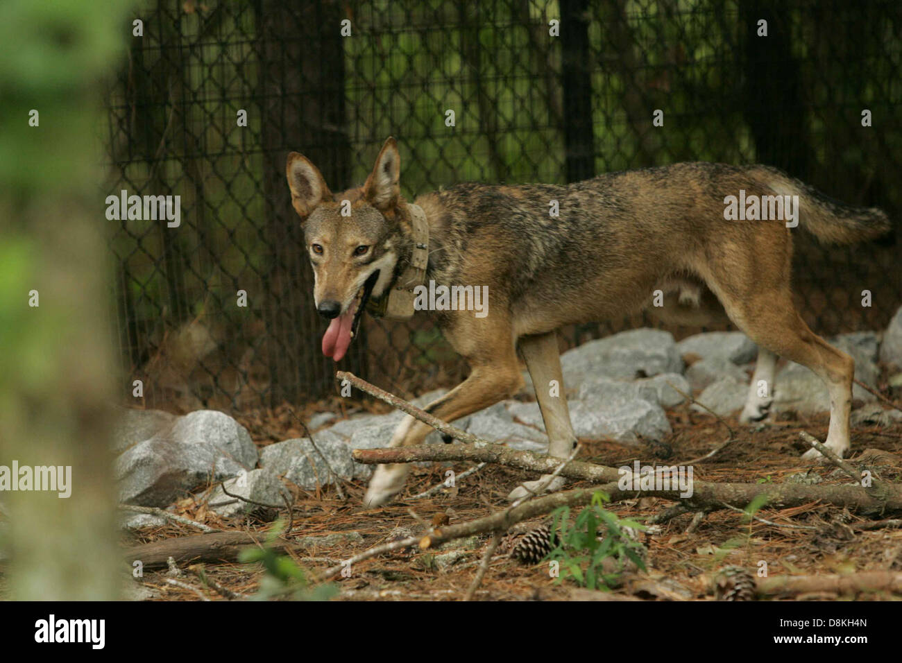Endangered red wolf canis rufus hi-res stock photography and images - Alamy