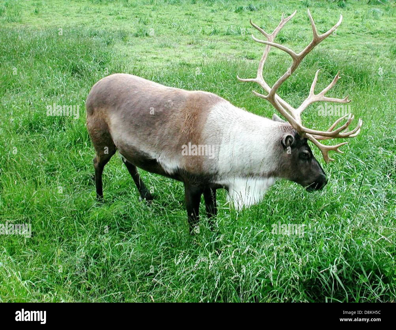 Large reindeer herd in the arctic hi-res stock photography and images ...