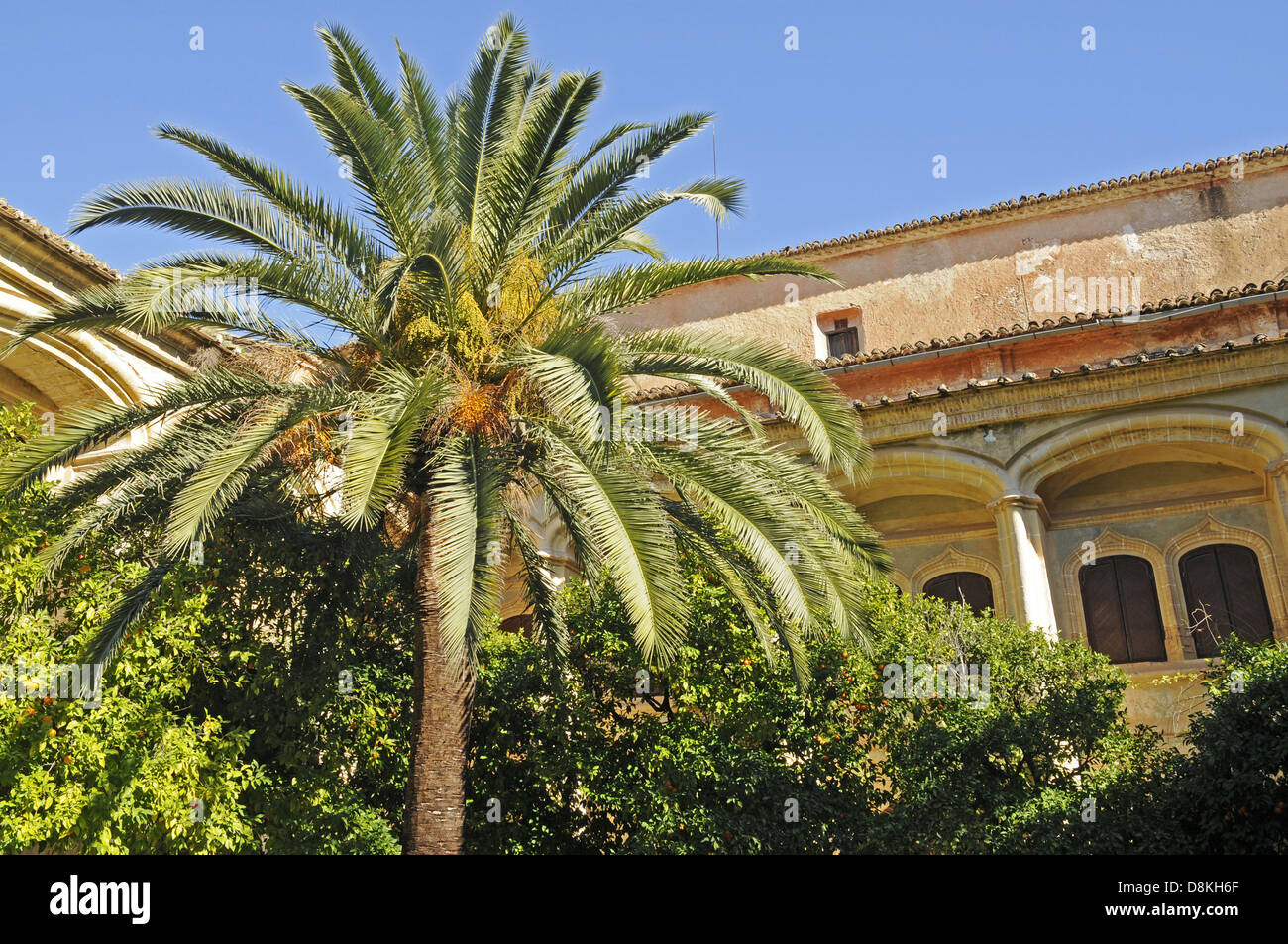 Valencia palm tree hi-res stock photography and images - Alamy