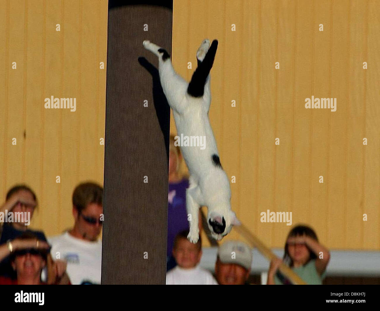A pair of cats caught mid-jump, demonstrating agility and athleticism ...