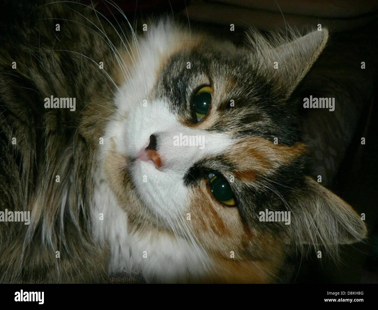 A close-up image of a cat showing its facial features, with focused ...