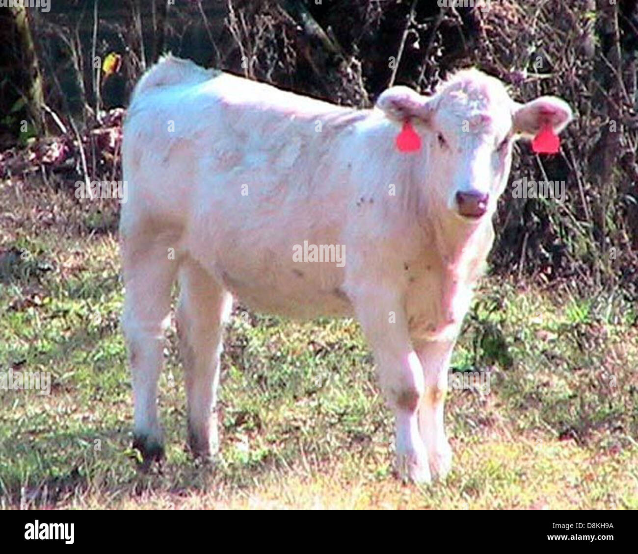 Muscular cow stands in hi-res stock photography and images - Alamy