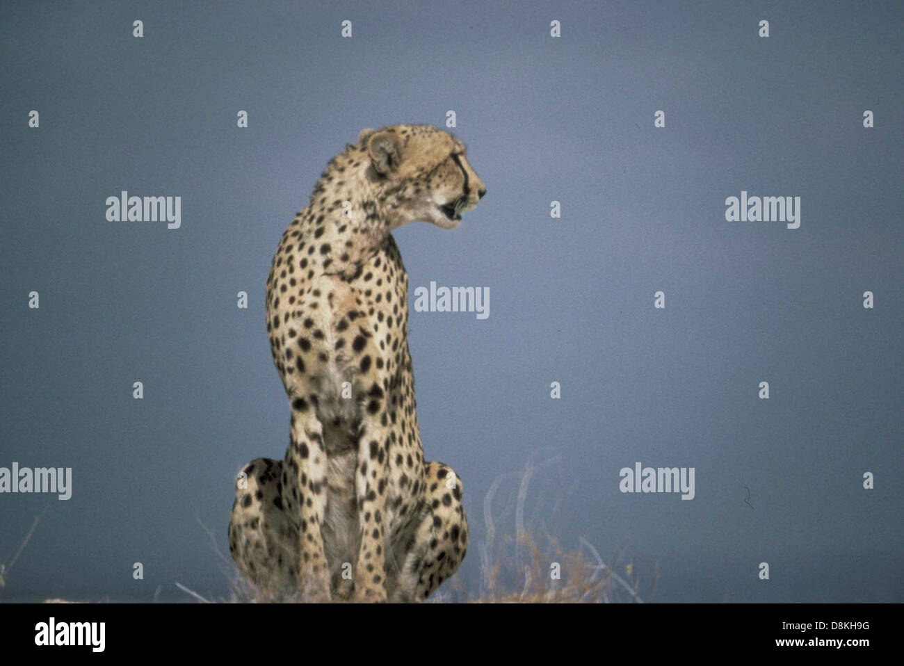 A cheetah (Acinonyx jubatus), an African predator, is known for its ...