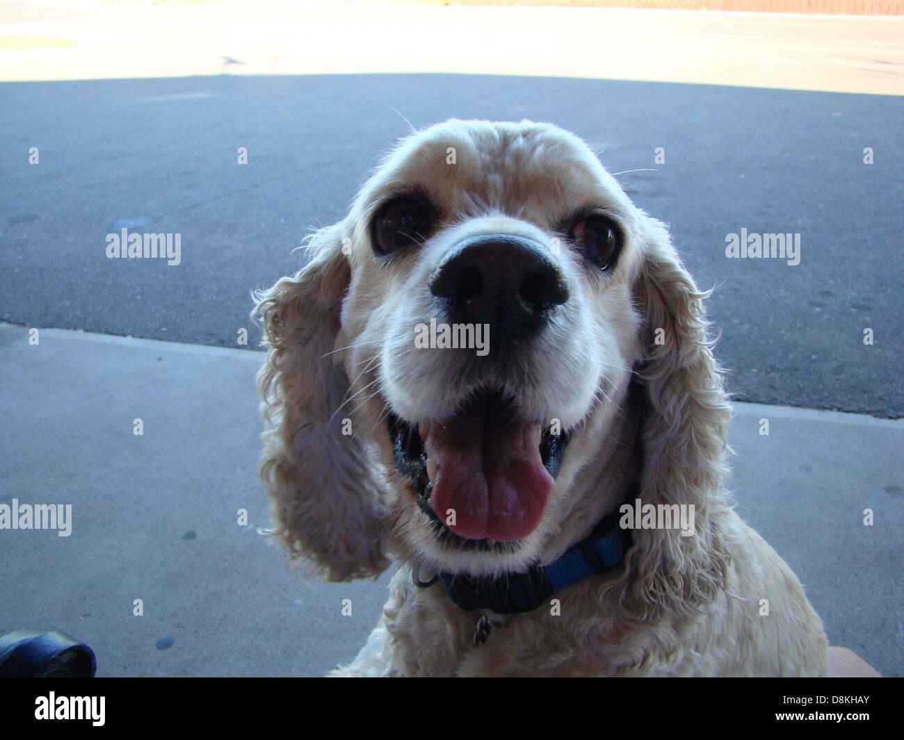 A Cocker Spaniel dog with long, flowing ears and a gentle expression ...
