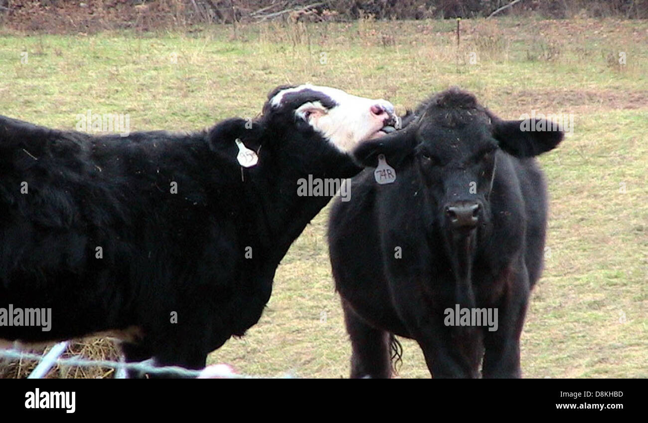 Two cows stand close together in a field, showing affection and bonding ...