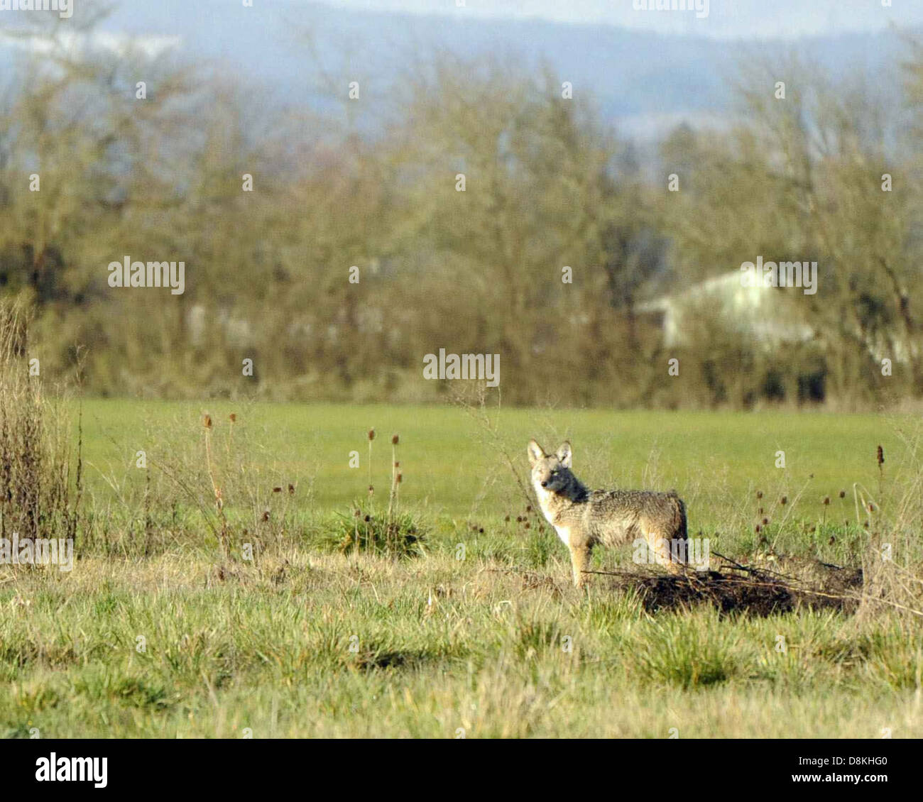 This stock photo shows a coyote (Canis latrans), a North American wild ...
