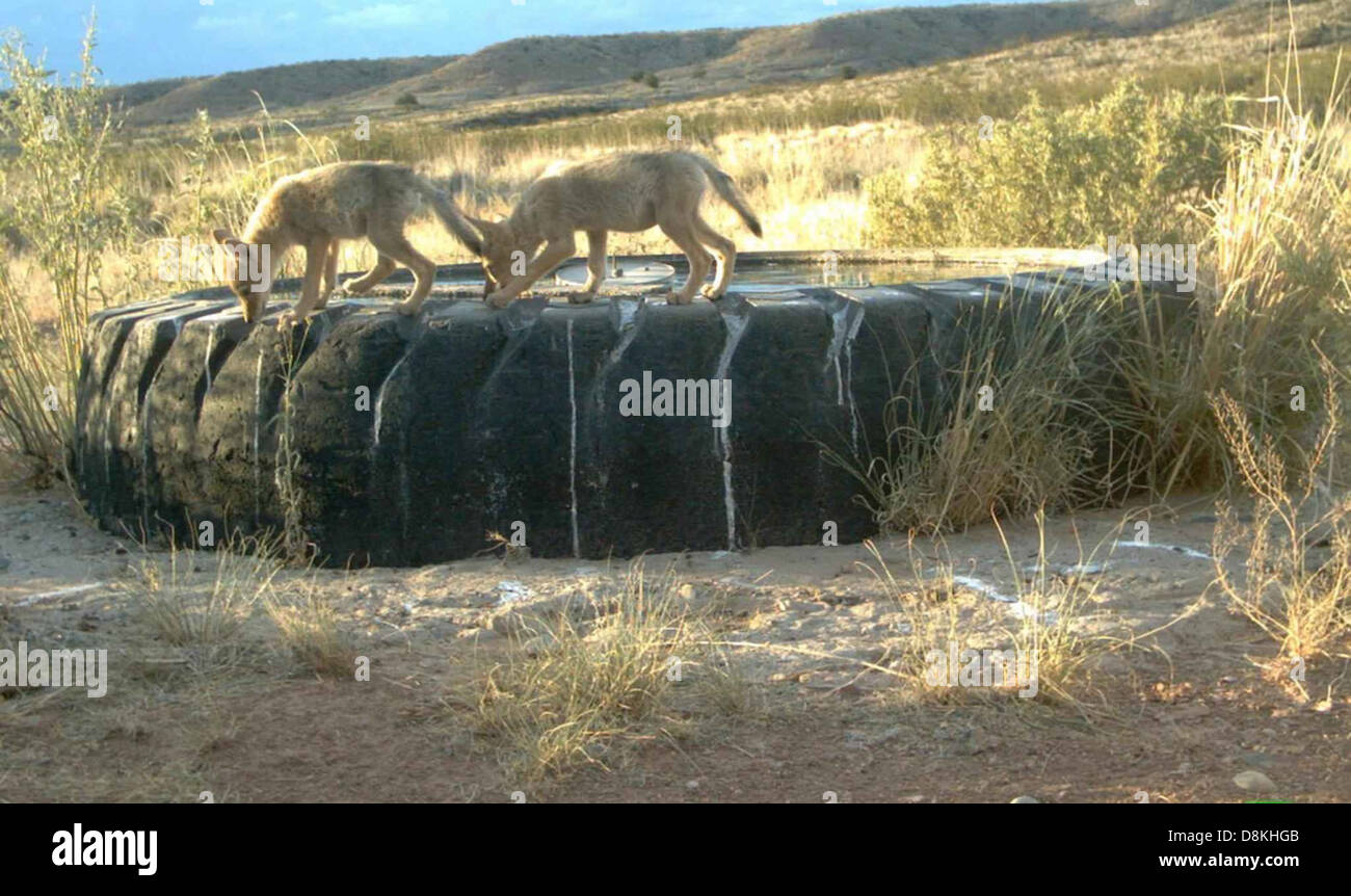 A group of coyote pups playing together in the wild. These young ...