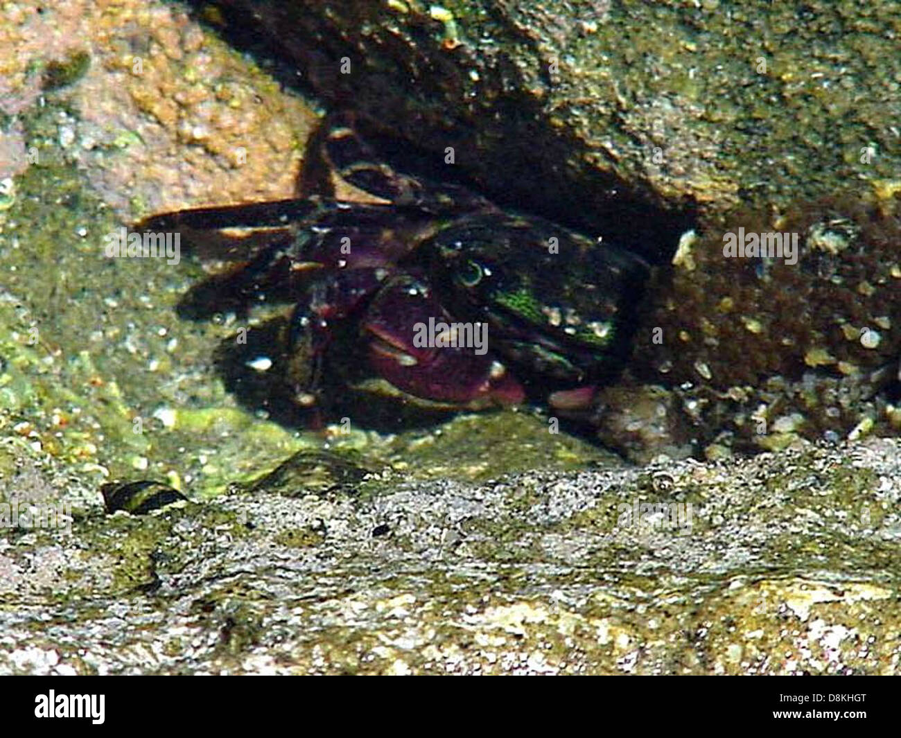 A crab exploring the tide pools at La Jolla Cove, a coastal area known ...
