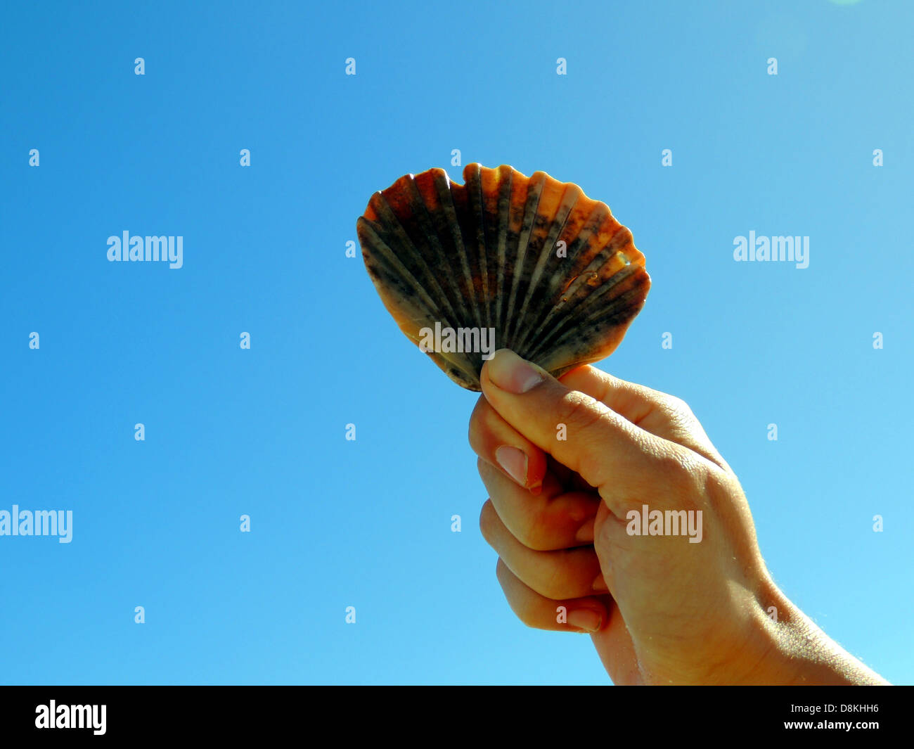 Shells together hi-res stock photography and images - Alamy