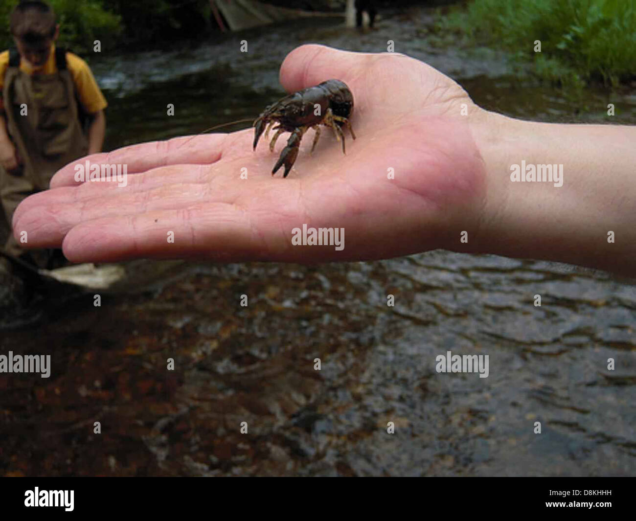 A person holds a crayfish in their hand, showcasing the crustacean's ...