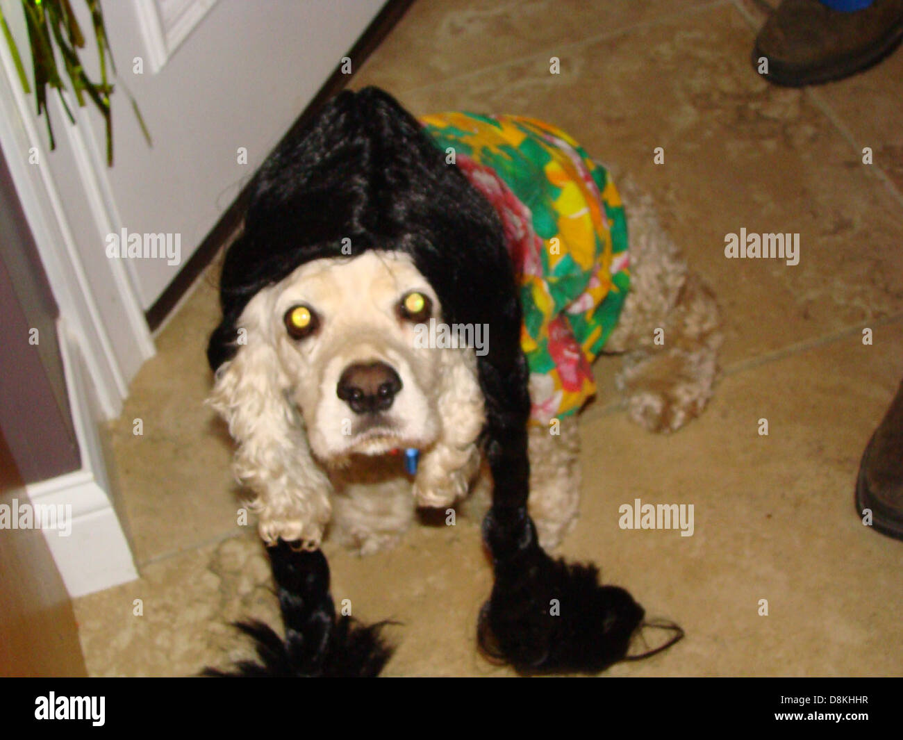 A small dog with braids, likely a pet, styled in a cute and playful ...