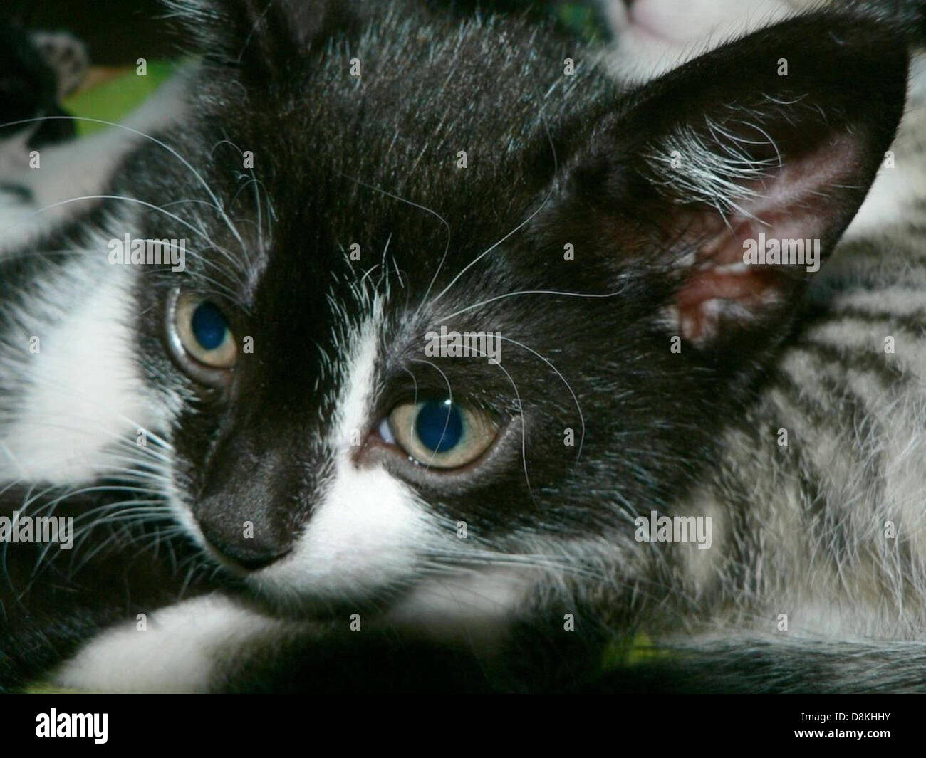 A cute kitten with soft fur and playful expression. The kitten's small ...