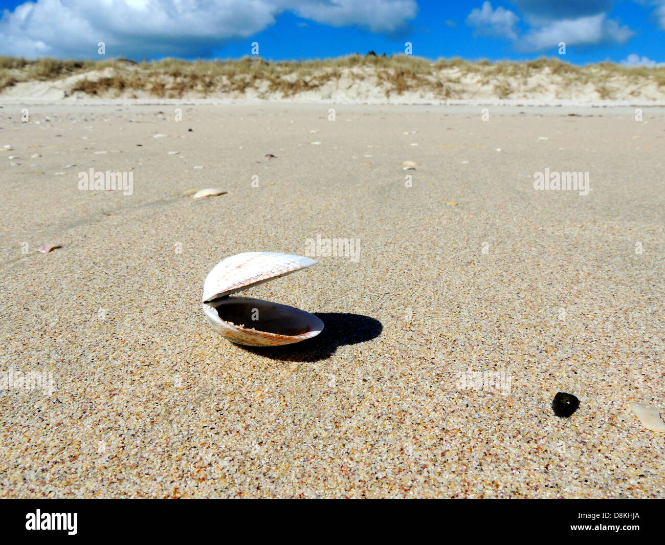 Baltic sea shells hi-res stock photography and images - Alamy