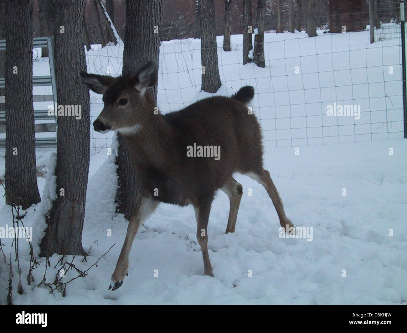 This image shows a deer in a defensive posture, displaying signs of ...