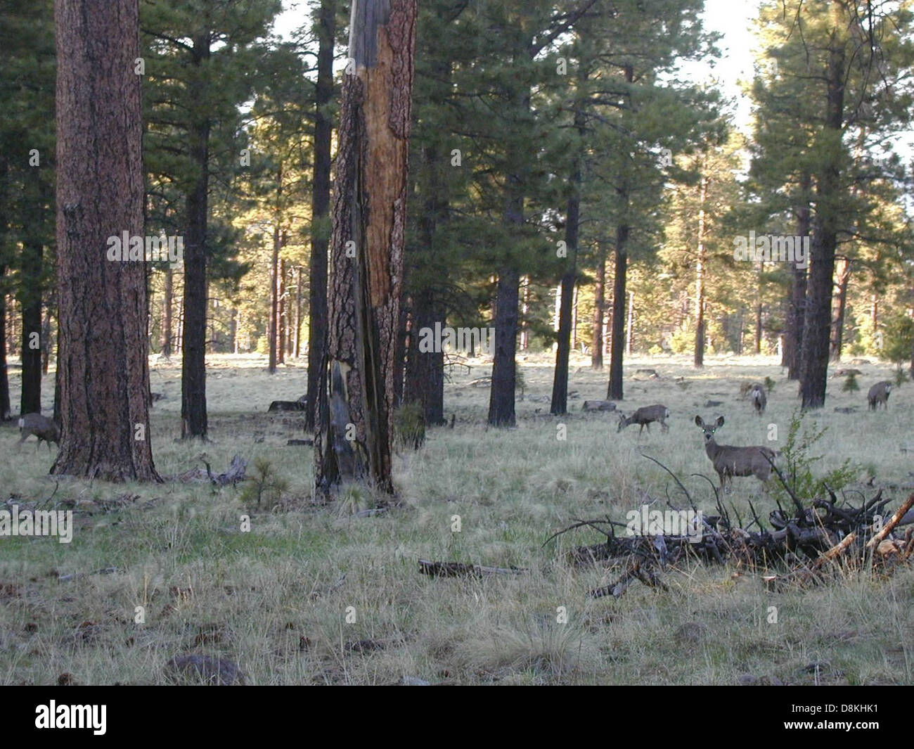Deer in foreground near hi-res stock photography and images - Alamy