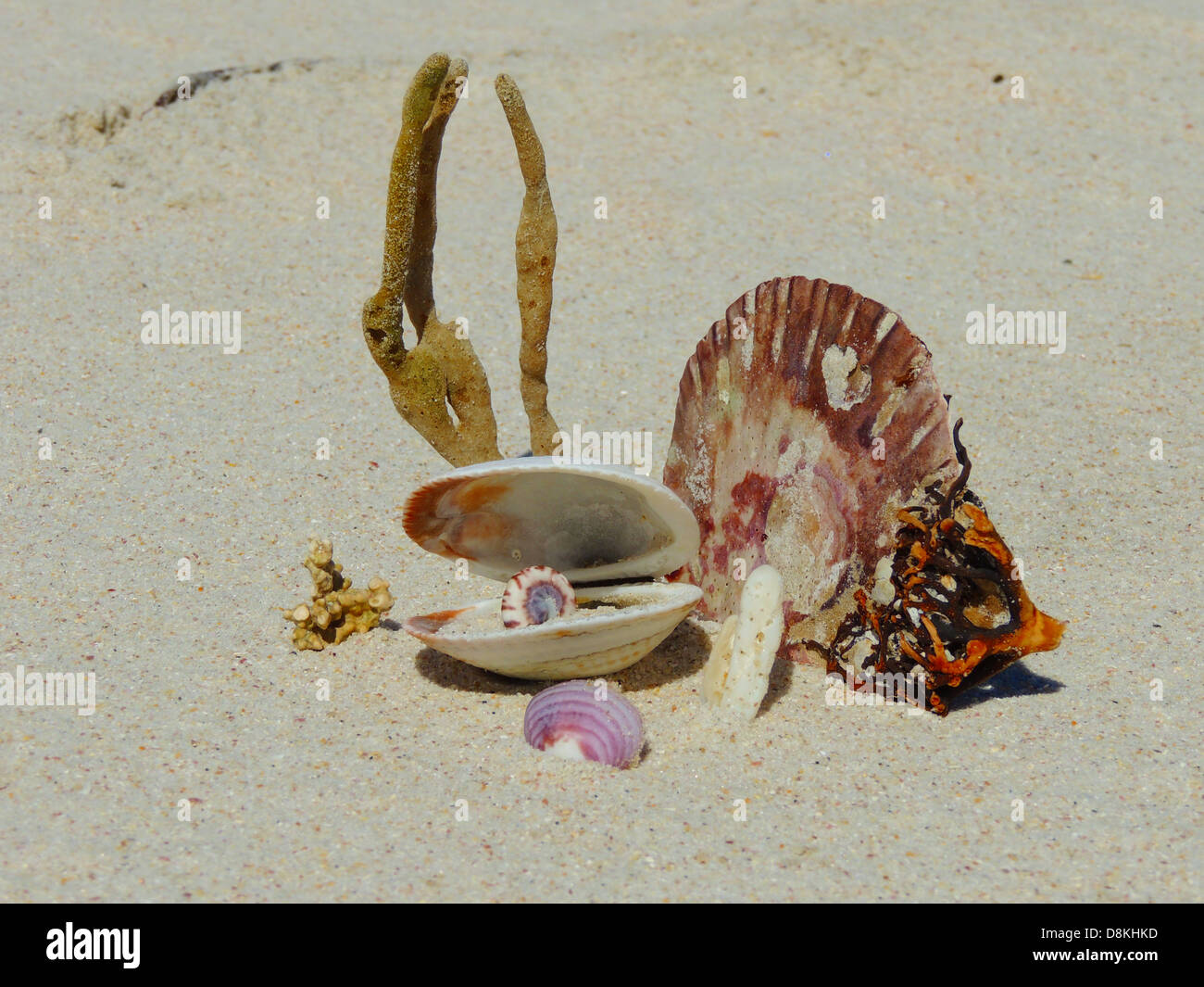 Baltic sea shells hi-res stock photography and images - Alamy