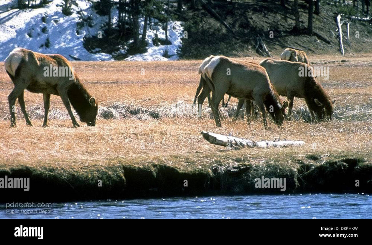 A deer is grazing on fresh grass in a natural meadow. The animal ...