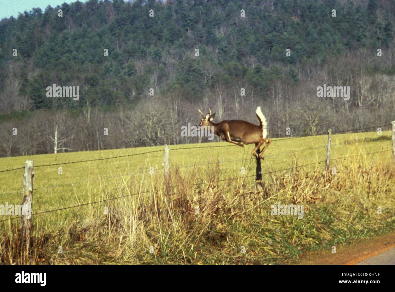 A deer captured mid-air as it gracefully jumps over a fence in a ...