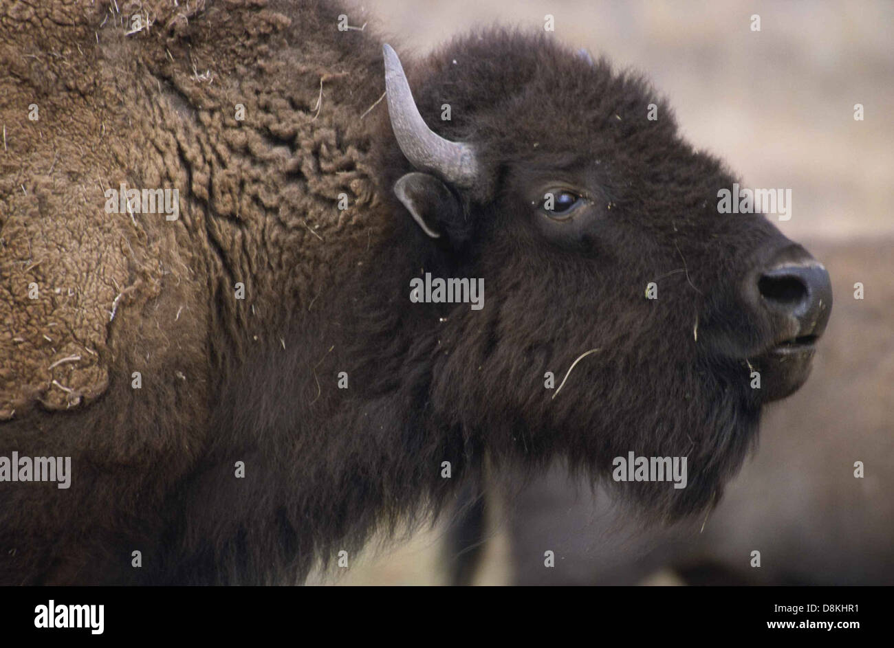 A close-up image of a bison's head, highlighting its rugged features ...