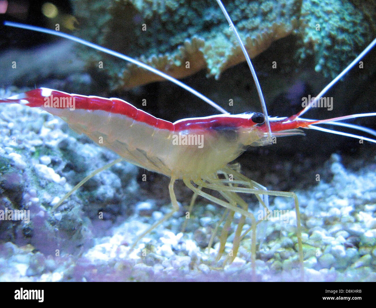 A close-up image of a shrimp, highlighting its delicate features such ...