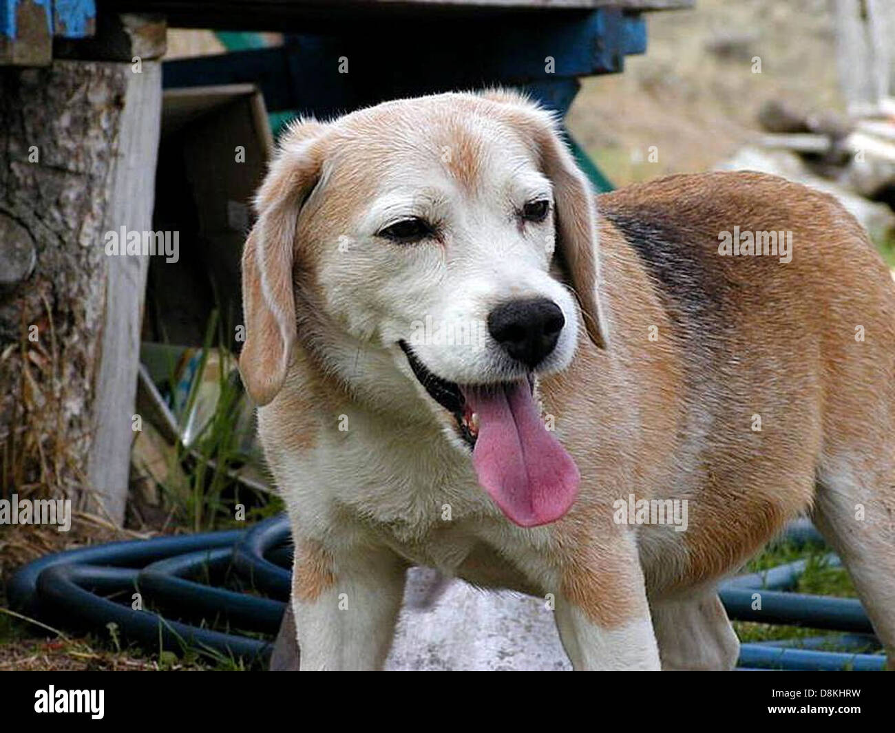A beagle dog with its distinct tri-color coat, known for its friendly ...