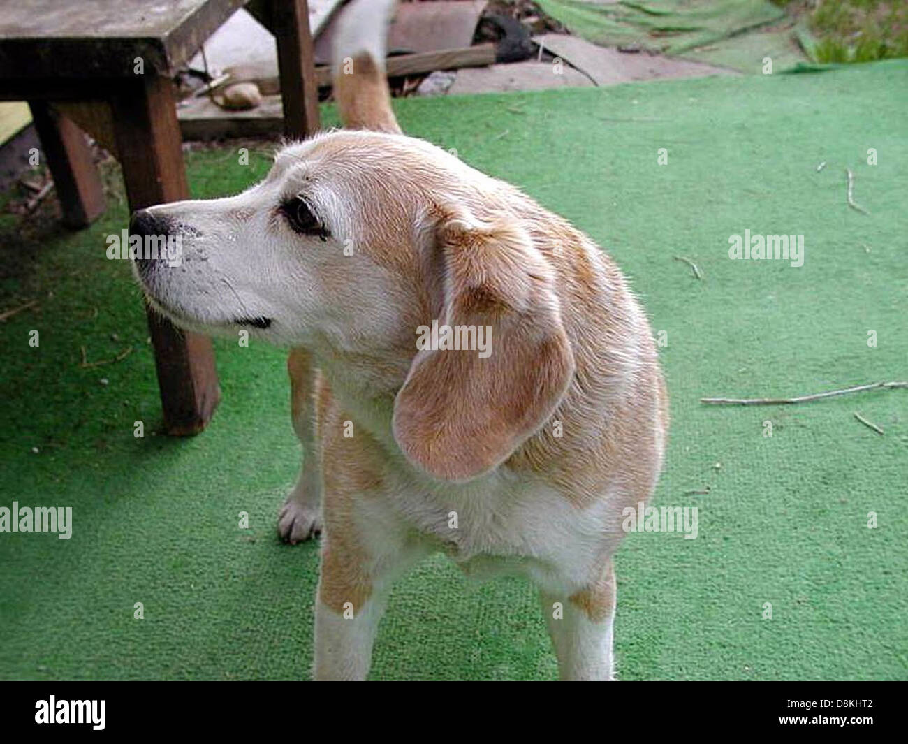 A beautiful dog, displaying its shiny coat and attentive posture. Dogs ...