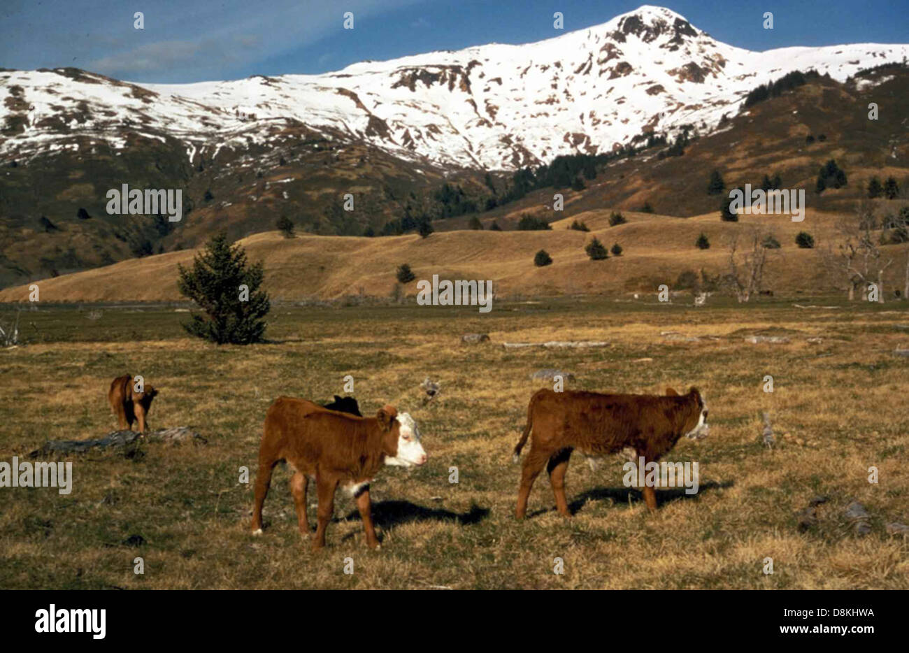 Domestic animals livestock Stock Photo - Alamy