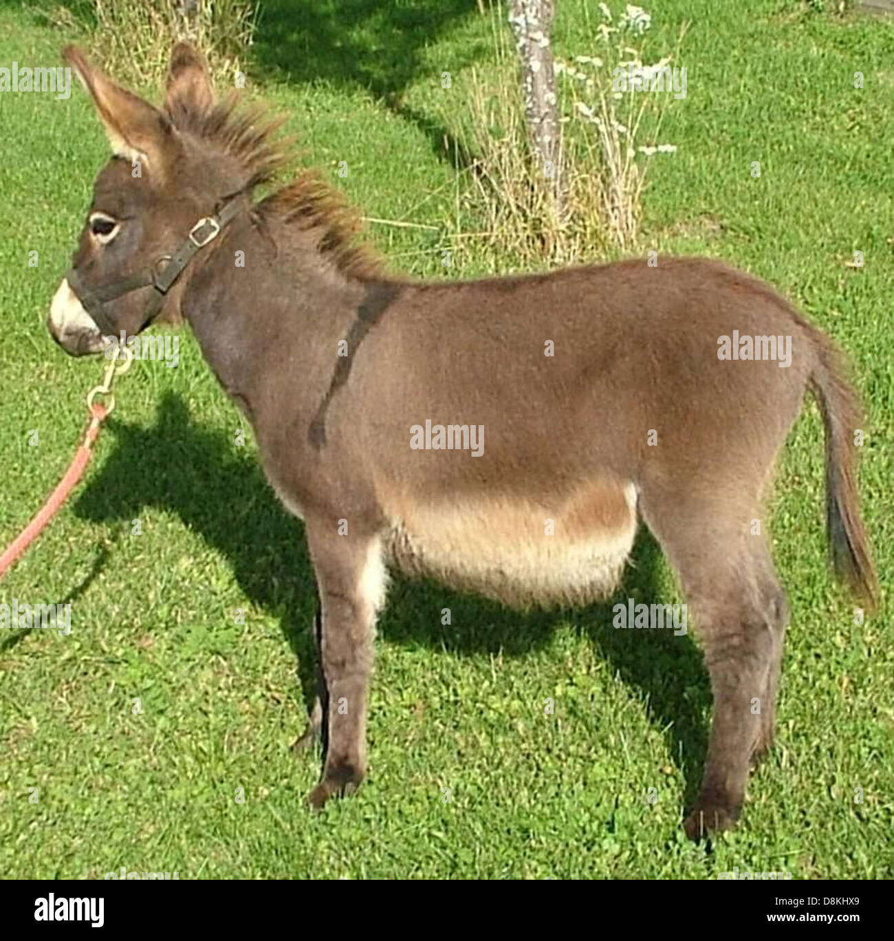 Strong donkey hi-res stock photography and images - Alamy