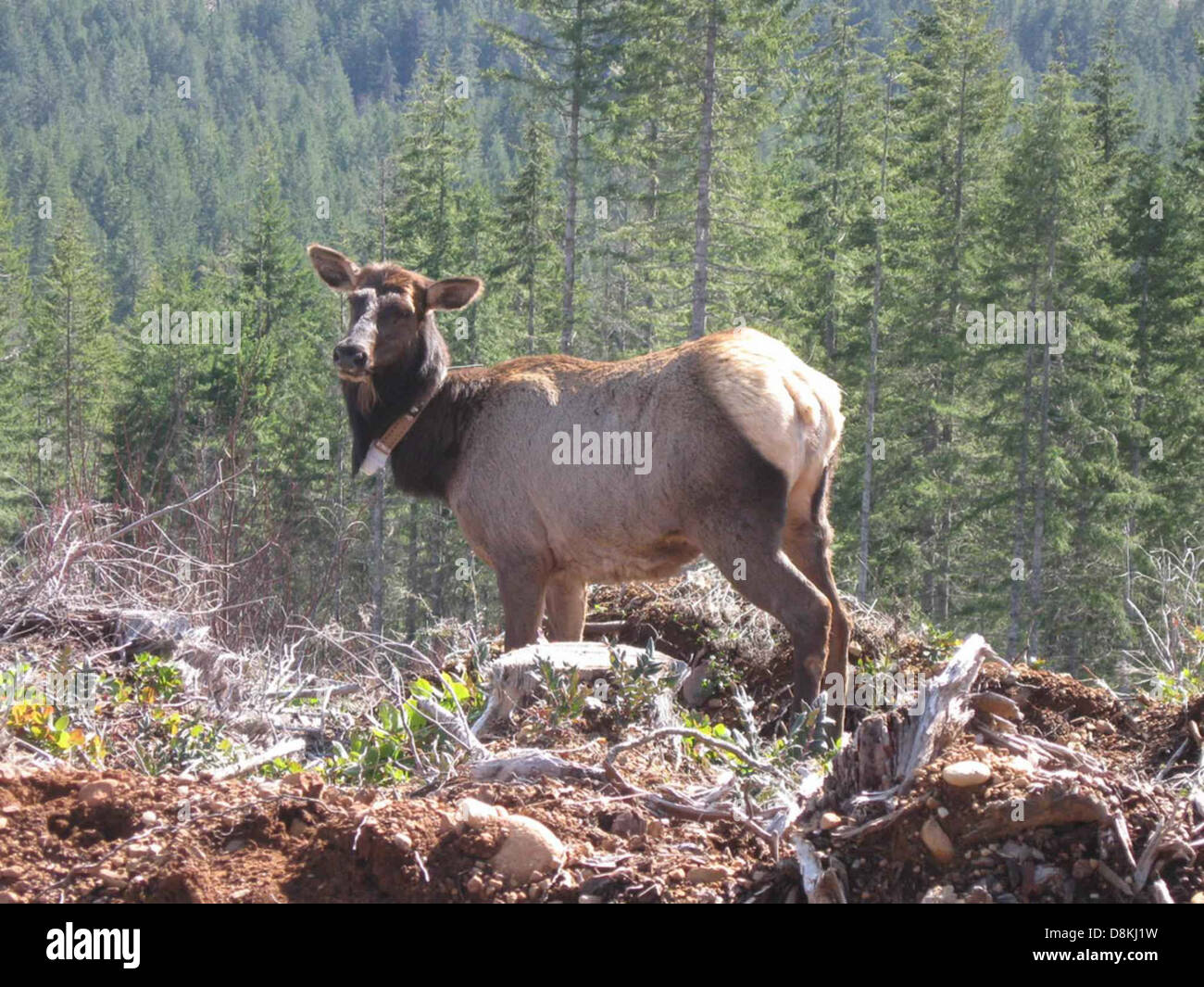 An elk wearing a monitoring collar, used by wildlife researchers to ...