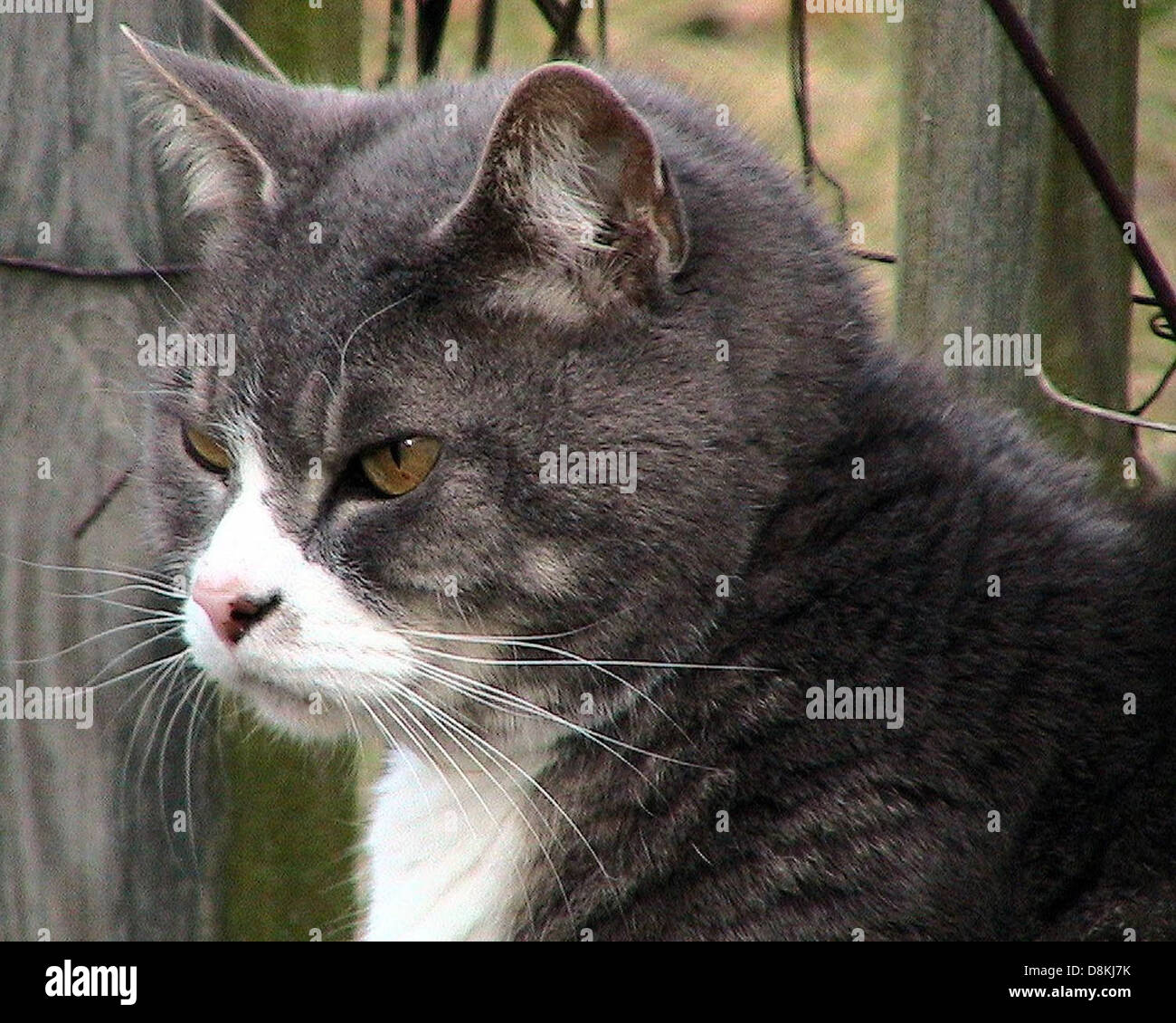 A fat tabby cat is shown relaxing, showcasing its distinctive striped ...