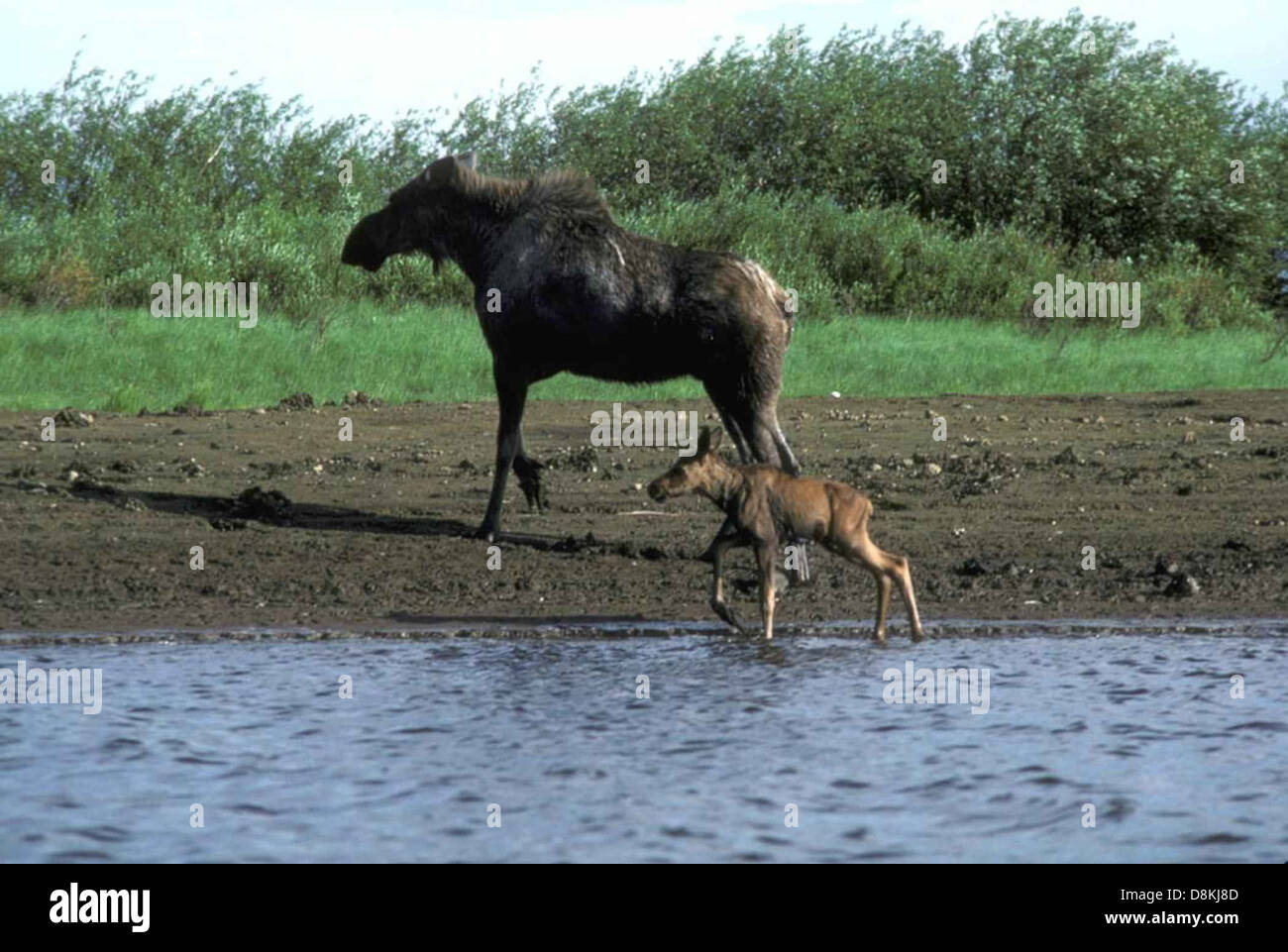 A female moose and her calf standing near a water body, showcasing the ...