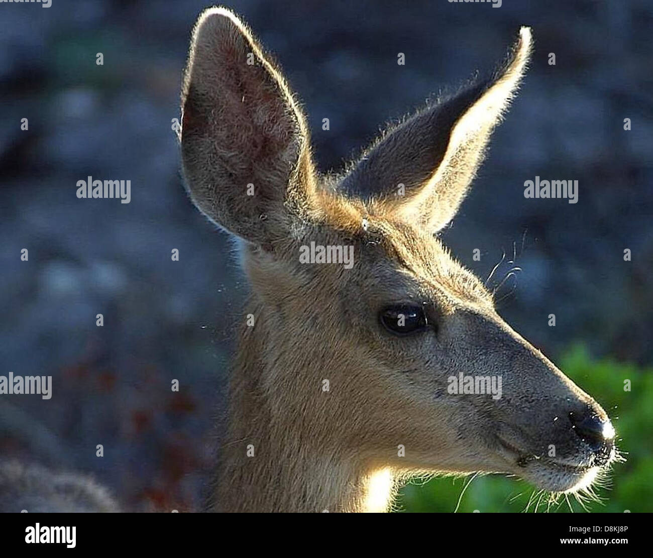A female white-tailed deer, captured in the wild, grazing in a forested ...