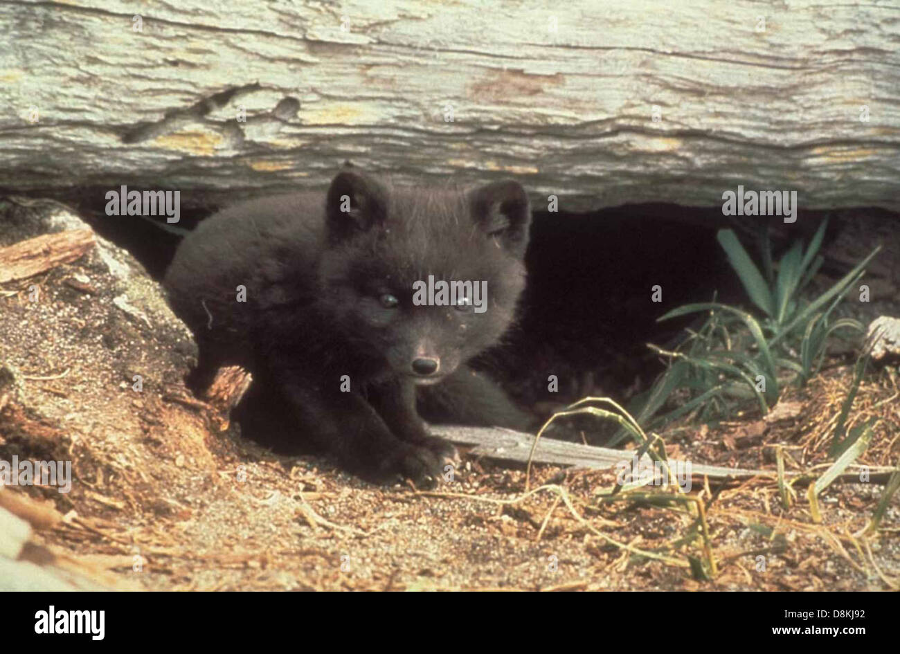 A young fox cub is captured in the wild, displaying the cuteness and ...