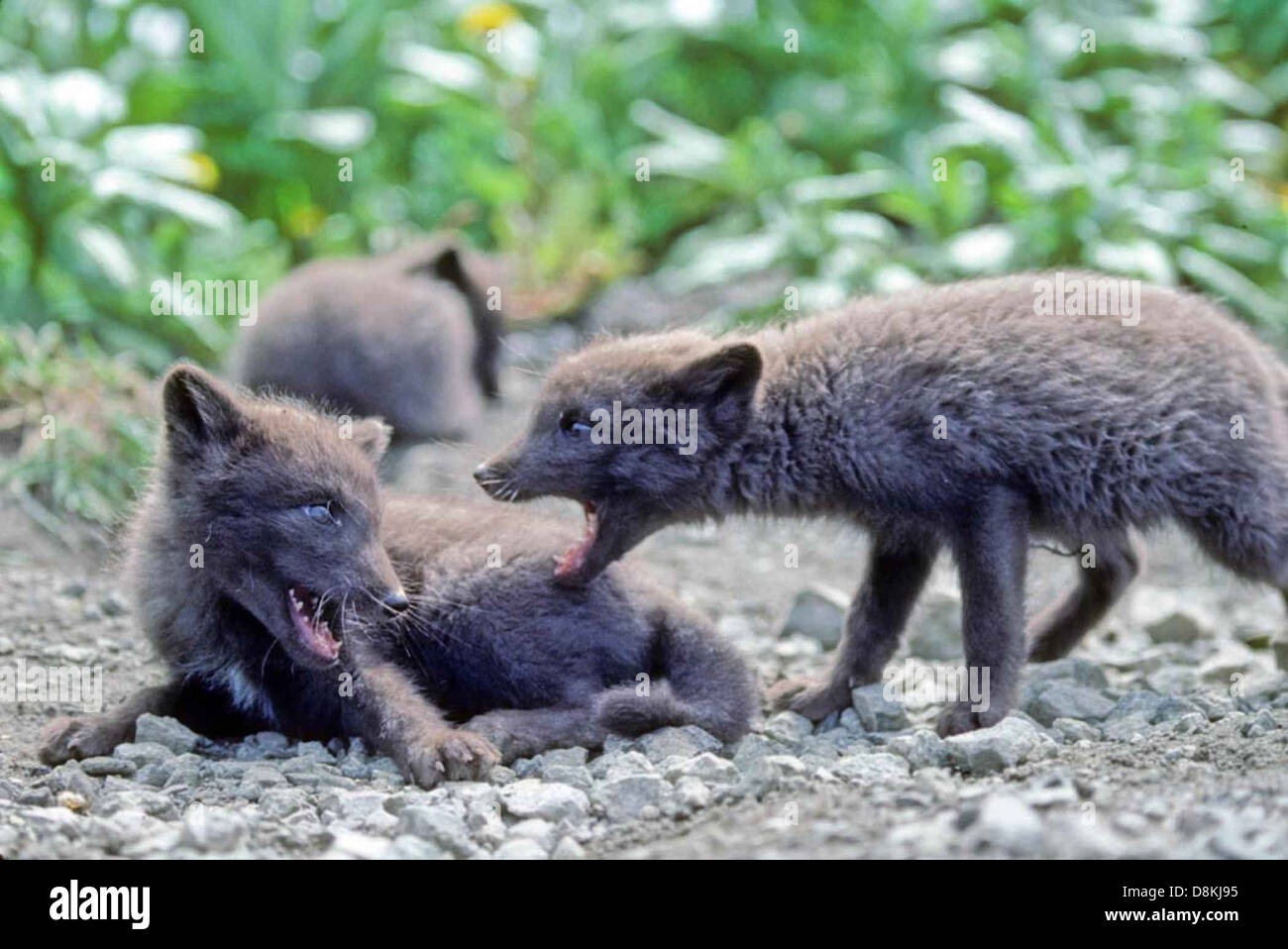 A group of young fox pups playing together in a natural setting. The ...