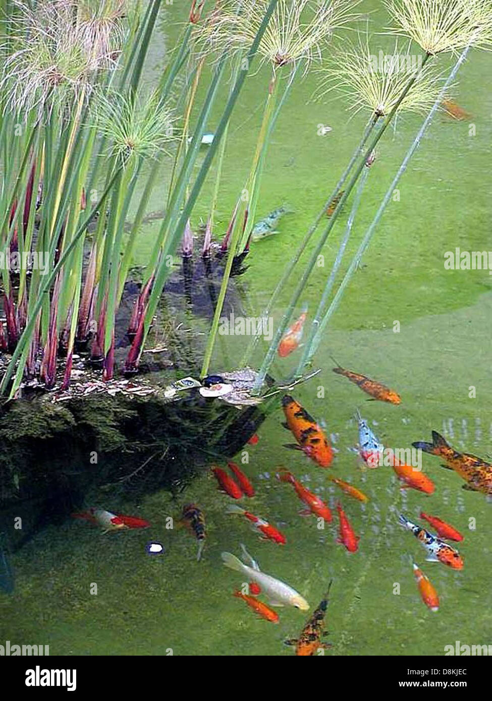 This image captures goldfish swimming in a pond, with clear water ...