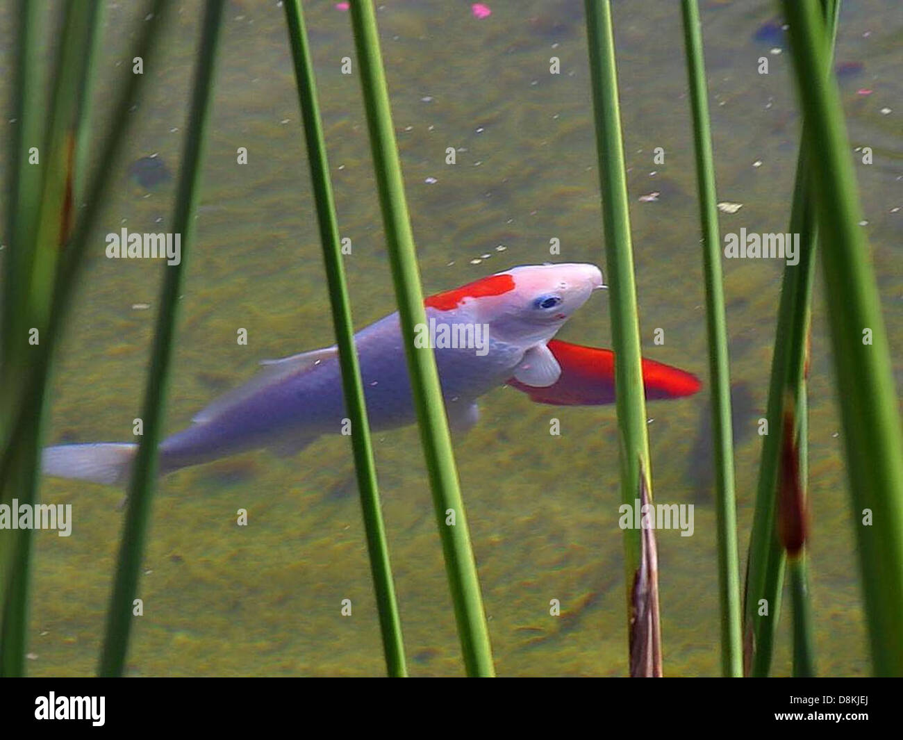 A goldfish swimming in the clear water of a lake. Goldfish, often kept ...