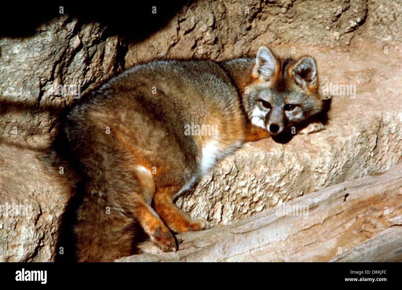 A gray fox is seen navigating rocky terrain, likely foraging or moving ...