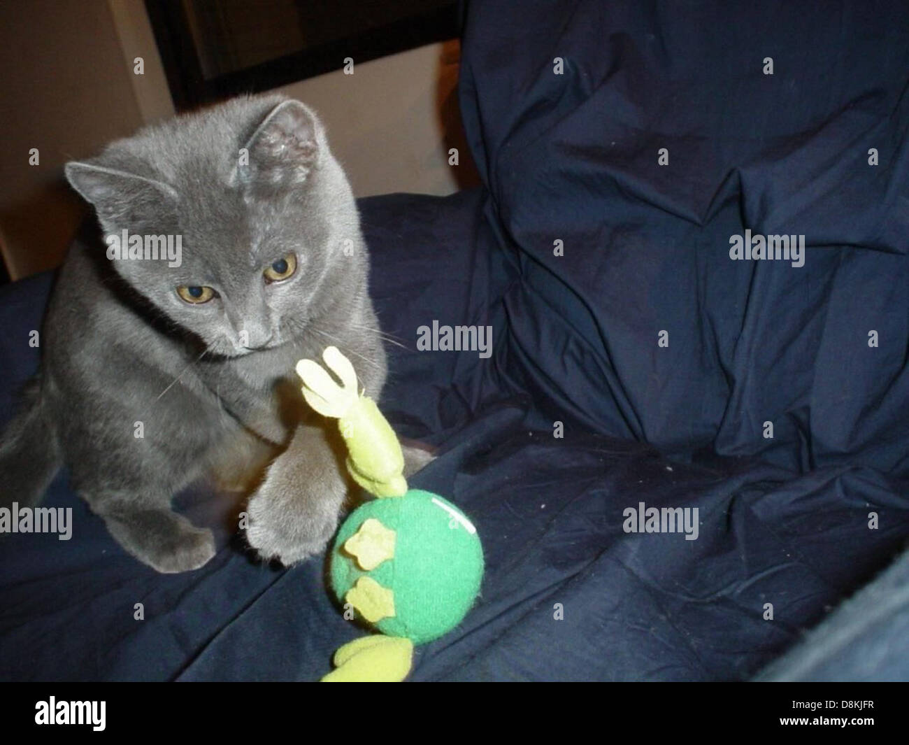 Gray playing cat at home Stock Photo - Alamy
