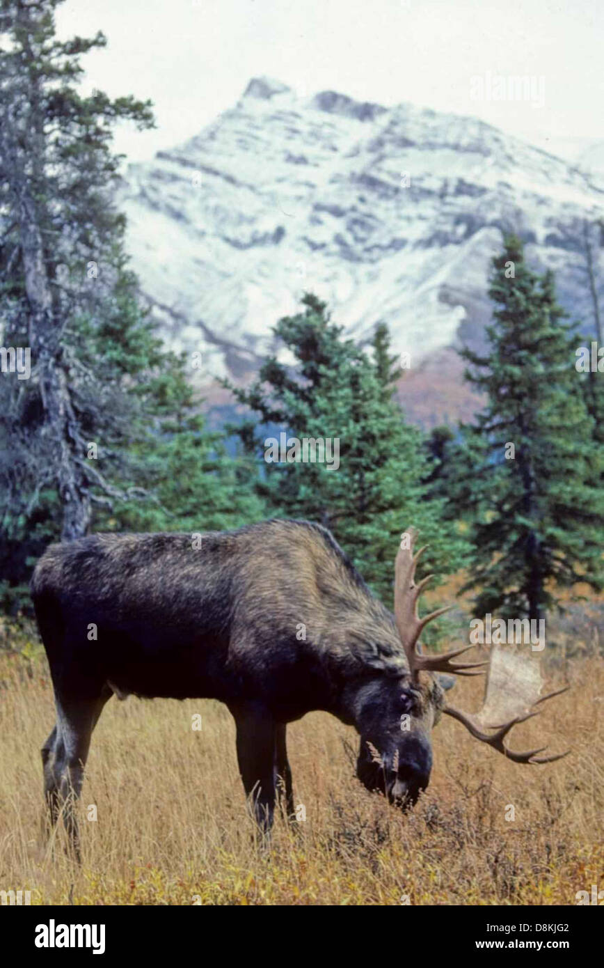 A bull moose grazing in a forest or meadow, feeding on grasses and ...