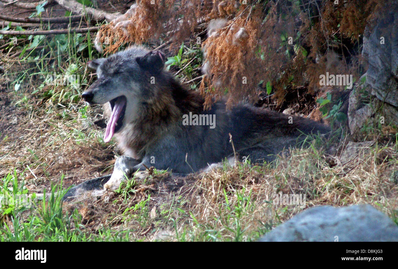 Gray wolf yawning Stock Photo - Alamy