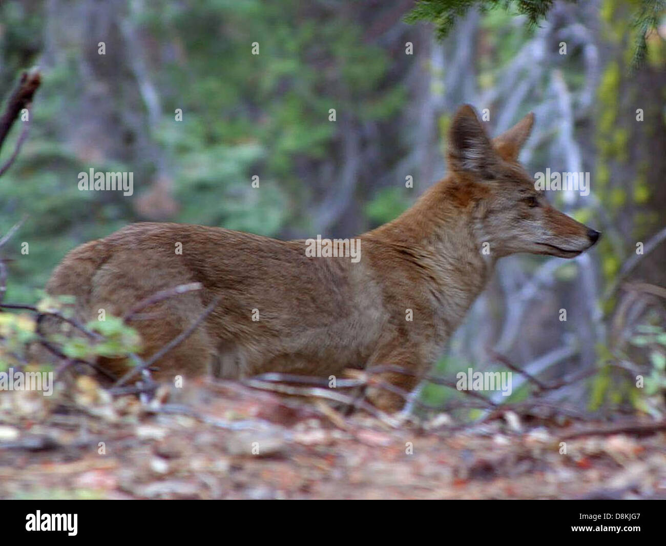 A grey fox is captured in its natural environment, showcasing its ...