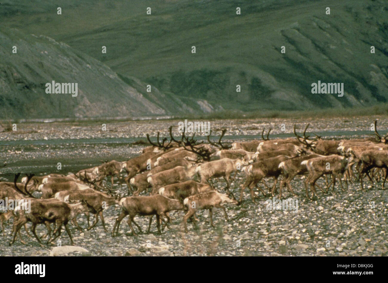 A large herd of caribou is grazing in a northern landscape, with ...