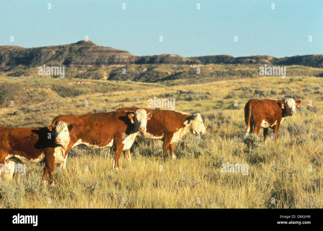 This image shows a Hereford cow, known for its distinctive white face ...