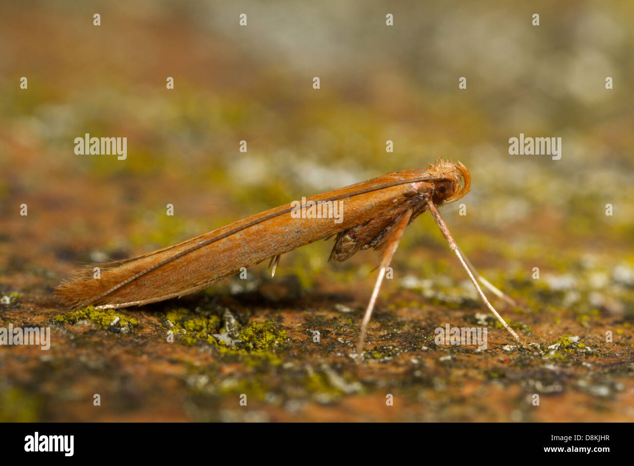 Caloptilia elongella moth Stock Photo - Alamy