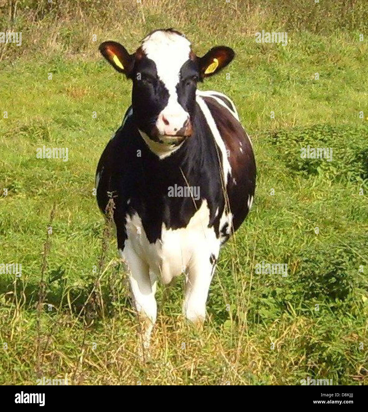 A Holstein Friesian cow, known for its distinctive black and white coat ...