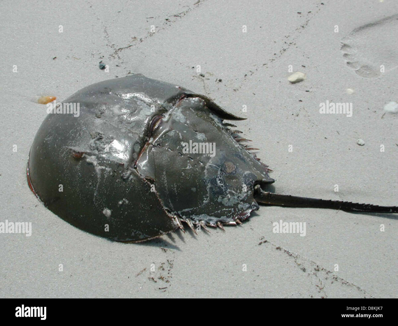 A detailed close-up image of a horseshoe crab, an ancient arthropod ...