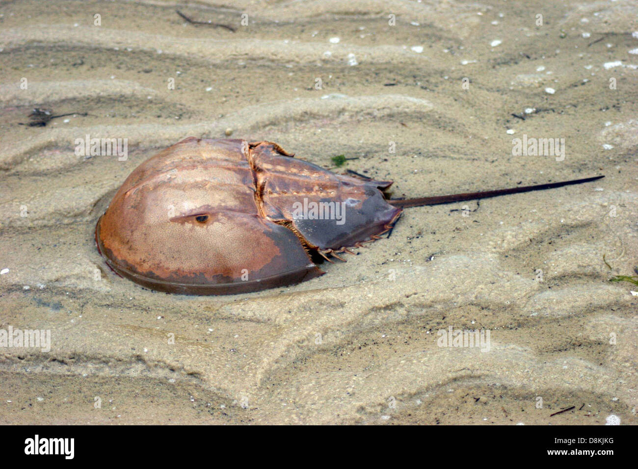 Creatures exoskeleton hi-res stock photography and images - Alamy