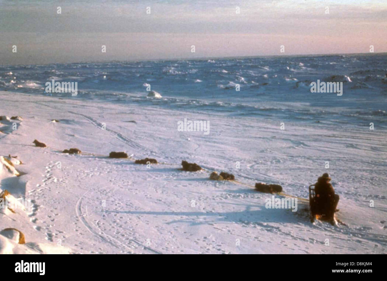 A team of sled dogs races across the snow during the Iditarod Trail ...